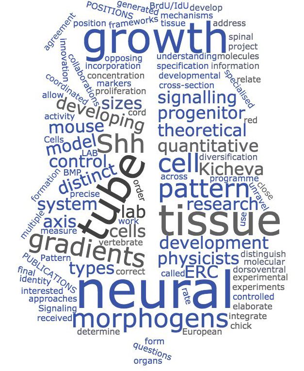 KICHEVA LAB – Tissue growth and pattern formation in development